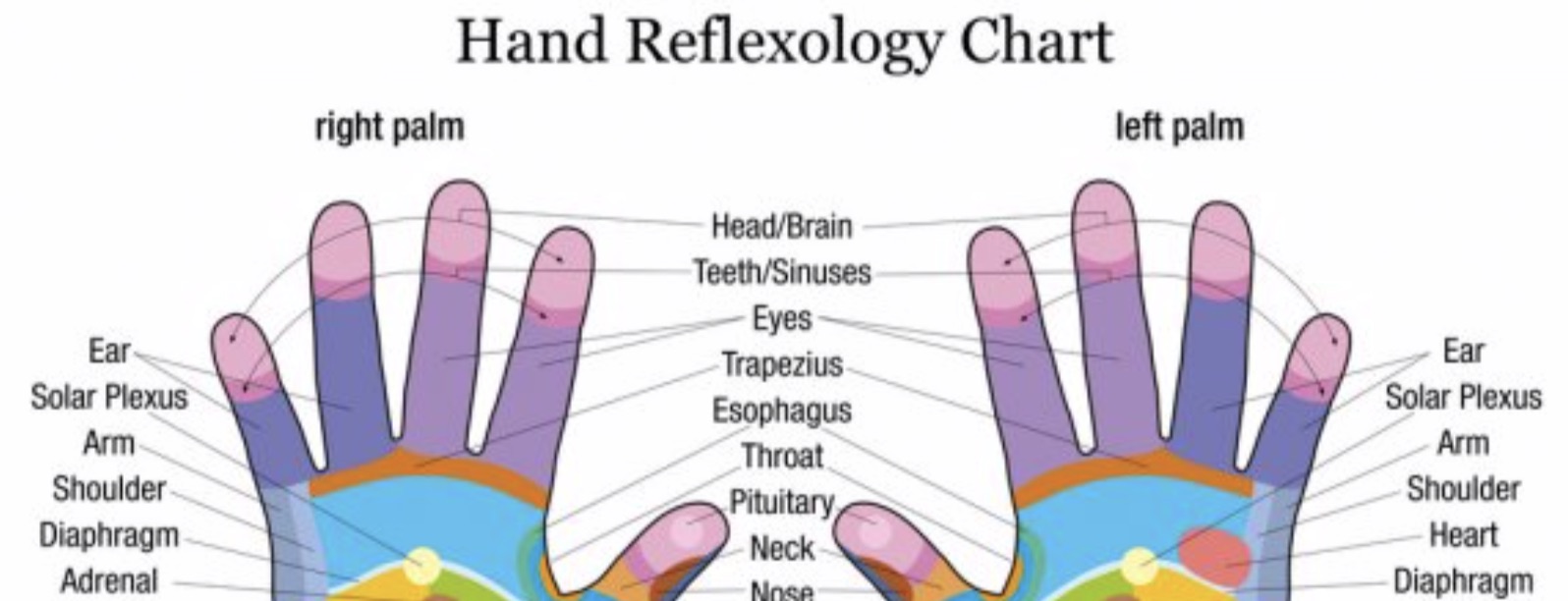 Hand reflexology map - ViaTyping