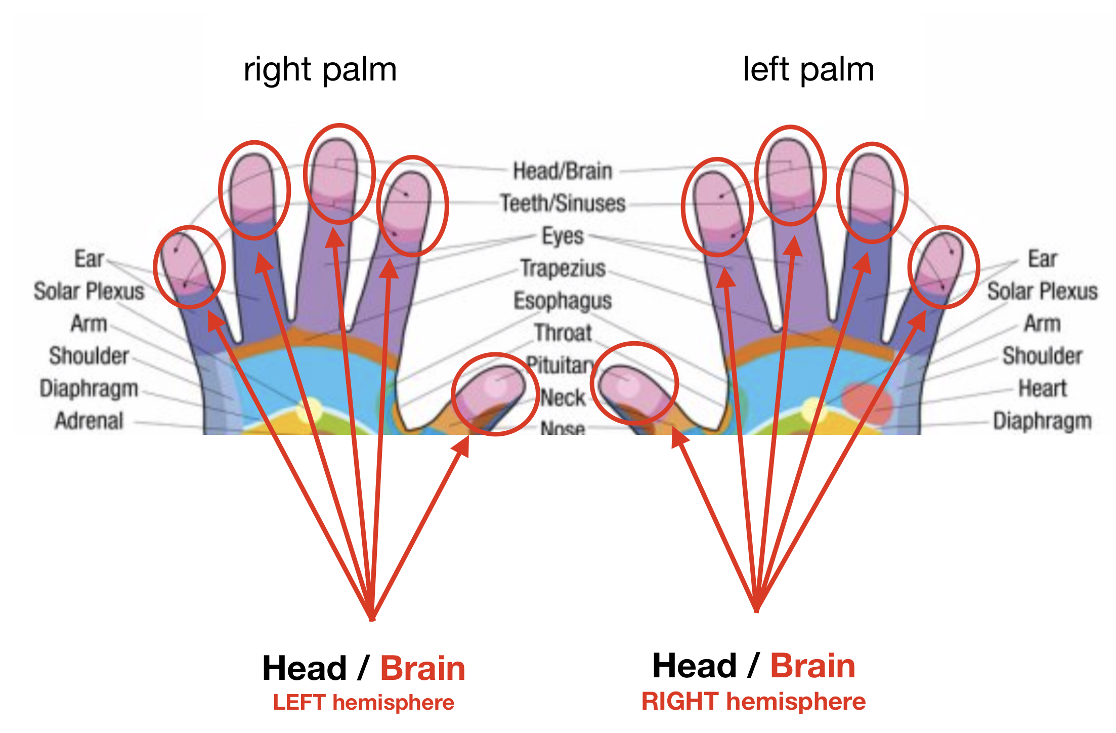 Reflexology with arrows - ViaTyping